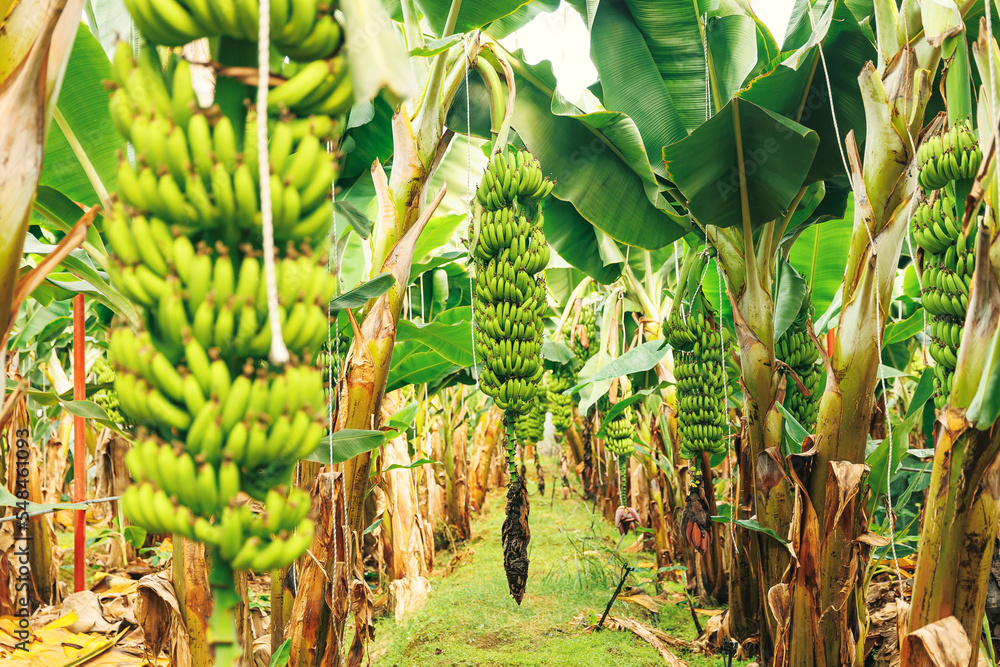 Plantation banana tree with row growing ripe yellow fruits. Concept ...