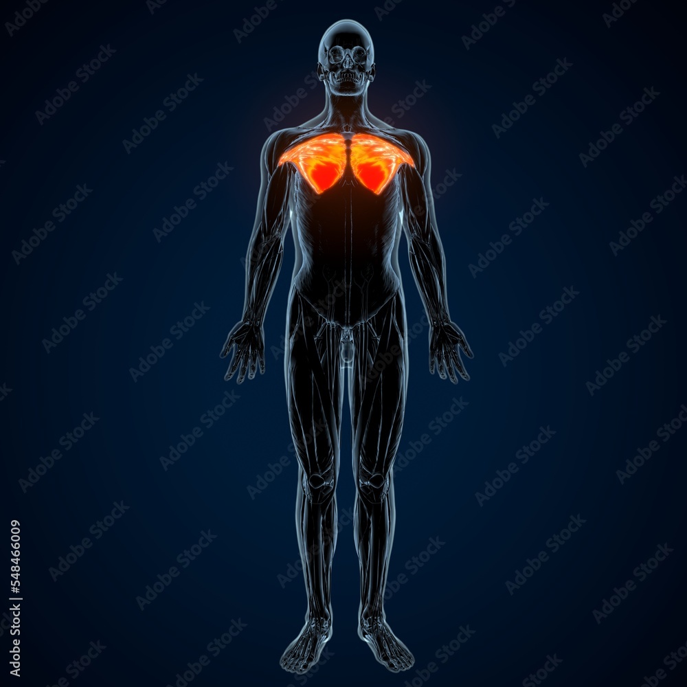 3D illustration of Pectoralis Major, Part of Muscle Anatomy. Stock ...