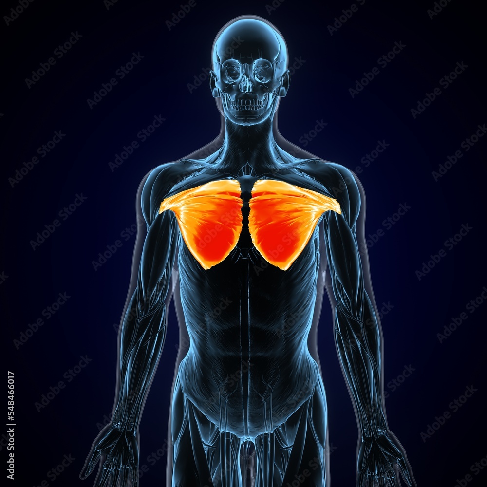 3D illustration of Pectoralis Major, Part of Muscle Anatomy. Stock ...