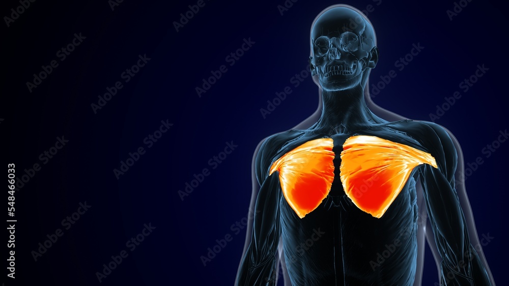3D illustration of Pectoralis Major, Part of Muscle Anatomy. Stock ...