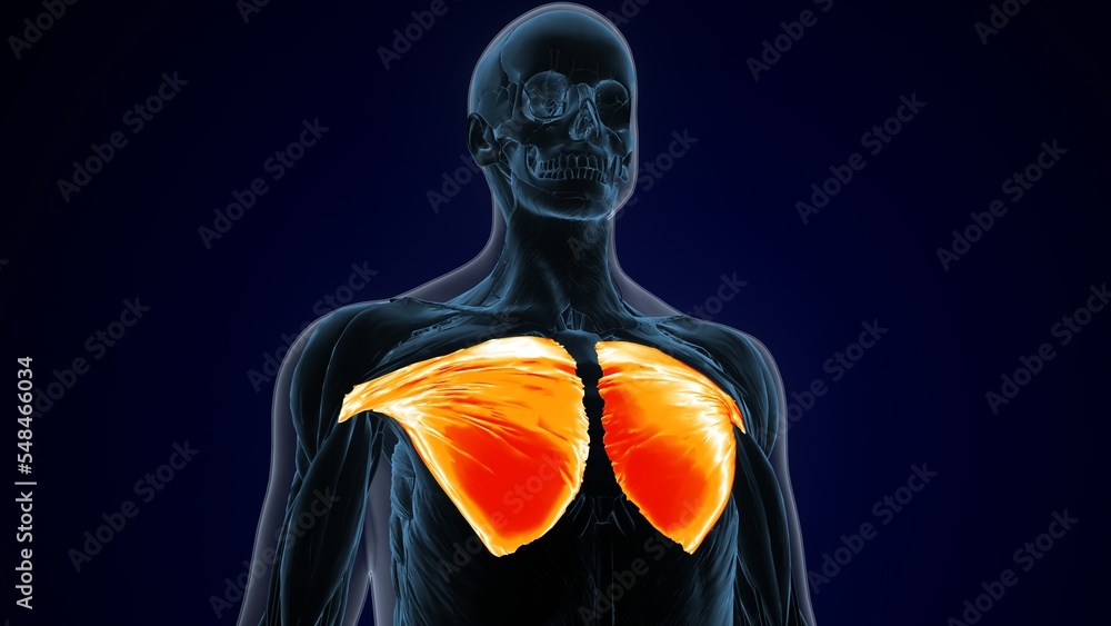 3D illustration of Pectoralis Major, Part of Muscle Anatomy. Stock ...