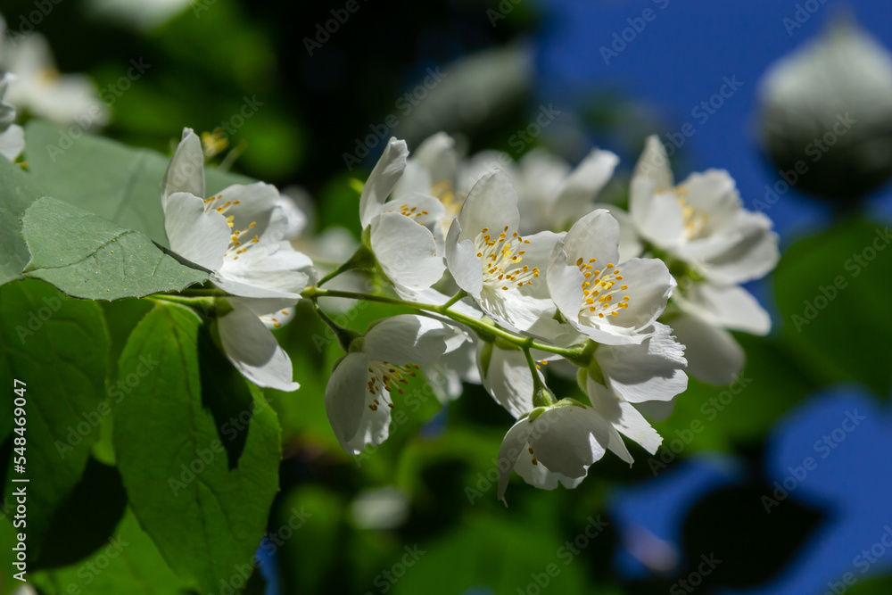 Philadelphus coronarius sweet mock-orange white flowers in bloom on shrub branches, flowering ...