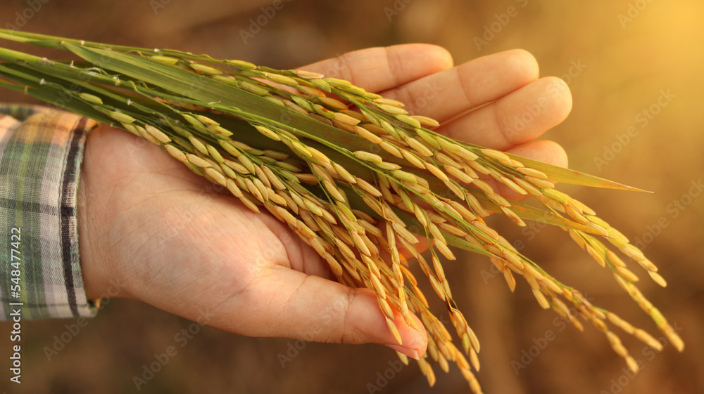 Hand tenderly touching a young rice in the paddy field,Hand holding ...