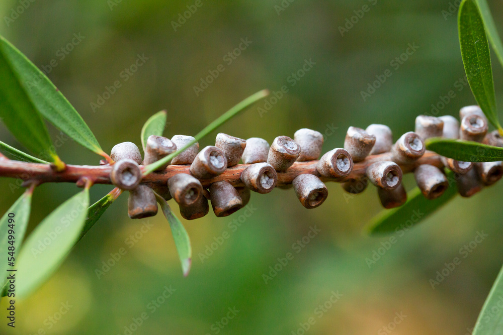 a plant in the myrtle family myrtaceae, and is endemic to eastern ...