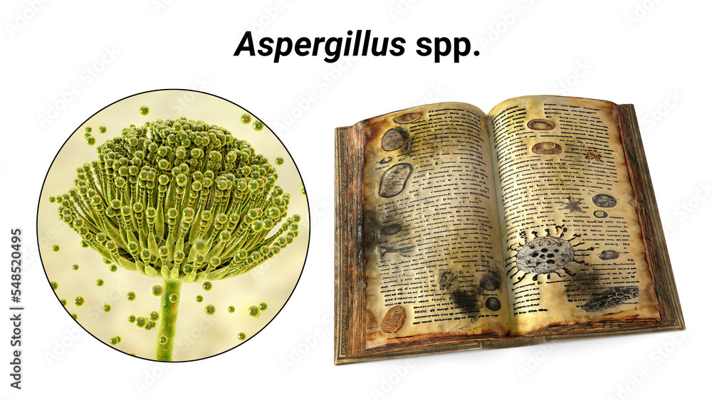 Mold in old books, conceptual 3D illustration. Open antique book with ...