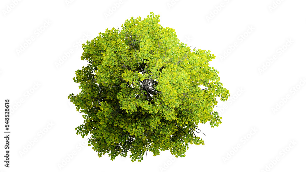 3D Top view Green Trees Isolated on PNGs transparent background , Use ...