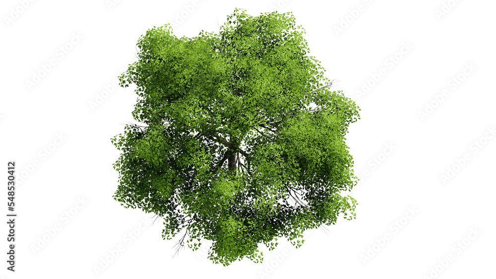 3D Top view Green Trees Isolated on PNGs transparent background , Use ...