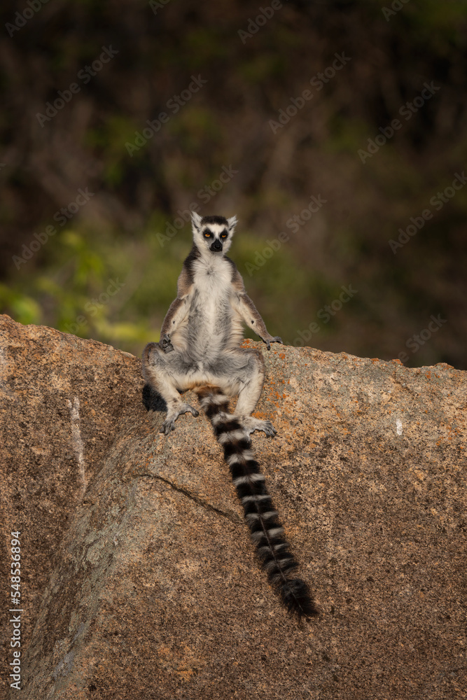 Foto de Ring tailed lemur in the Anja park. Lemur kata on the Madagascar island. Madagascar ...