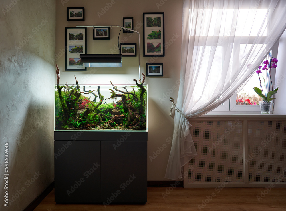 Beautiful freshwater aquascape with live aquarium plants, Frodo stones ...