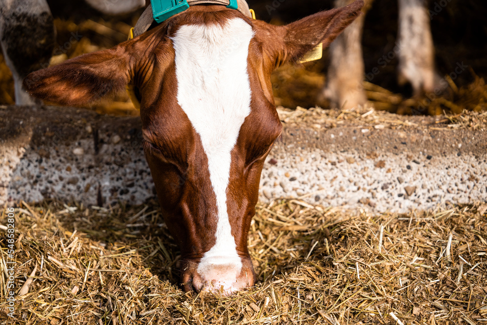 Cow eating hay at the farm. Animal husbandry and cattle breeding ...
