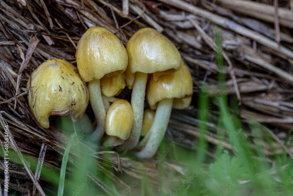 Yellow Field Cap Mushroom Bolbitius titubans sometimes called the Egg ...