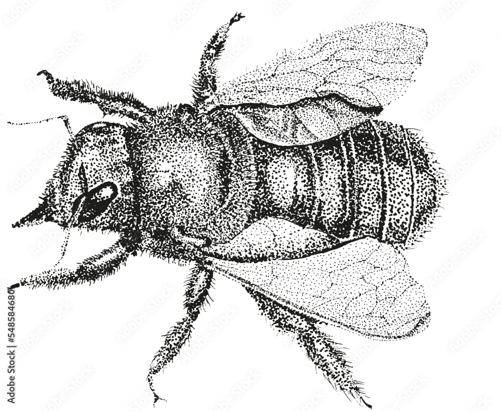 Vintage engraving illustration of a bee. Female carpenter bee. Bumble ...