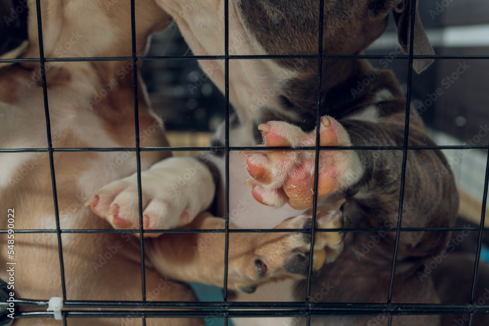 pitbull puppies inside a cage in a shelter. Stock Photo | Adobe Stock
