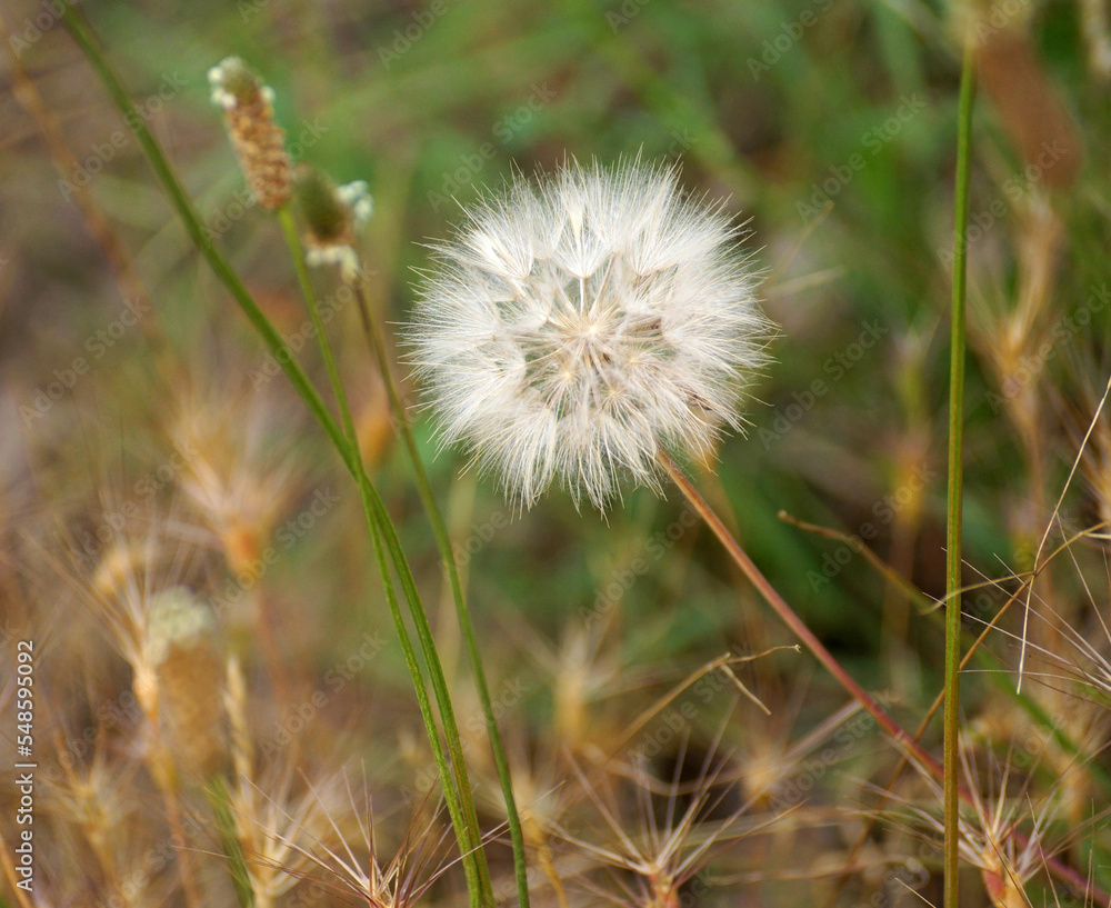 Wunderschöner Fruchtstand mit Samen, die wie Fallschirme ausgebildet ...