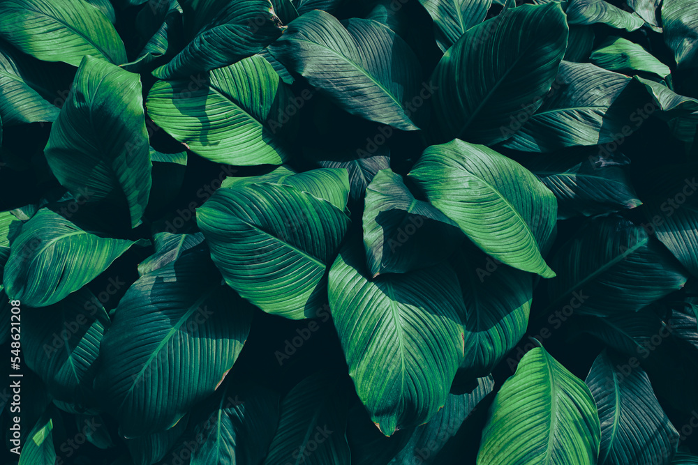 Tropical Foliage Texture Background Stock Photo | Adobe Stock