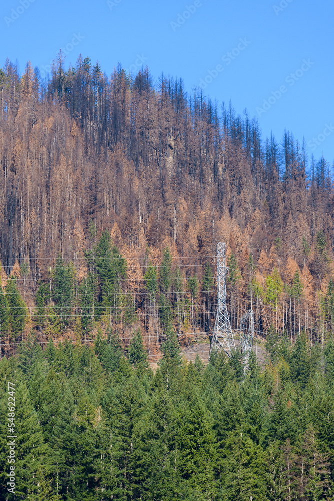 Bolt Creek Fire burn area in Washington Cascades contrasts with green ...