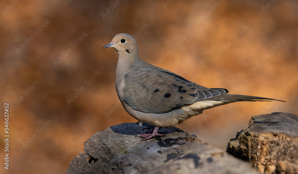 The mourning dove is a member of the dove family. The bird is also ...