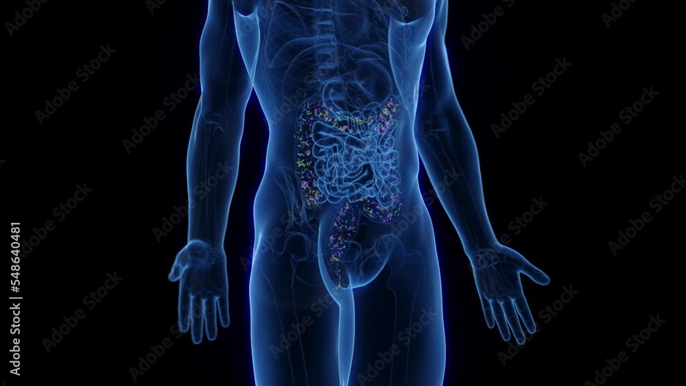 3d rendered medical animation of the normal intestinal flora of a man's ...