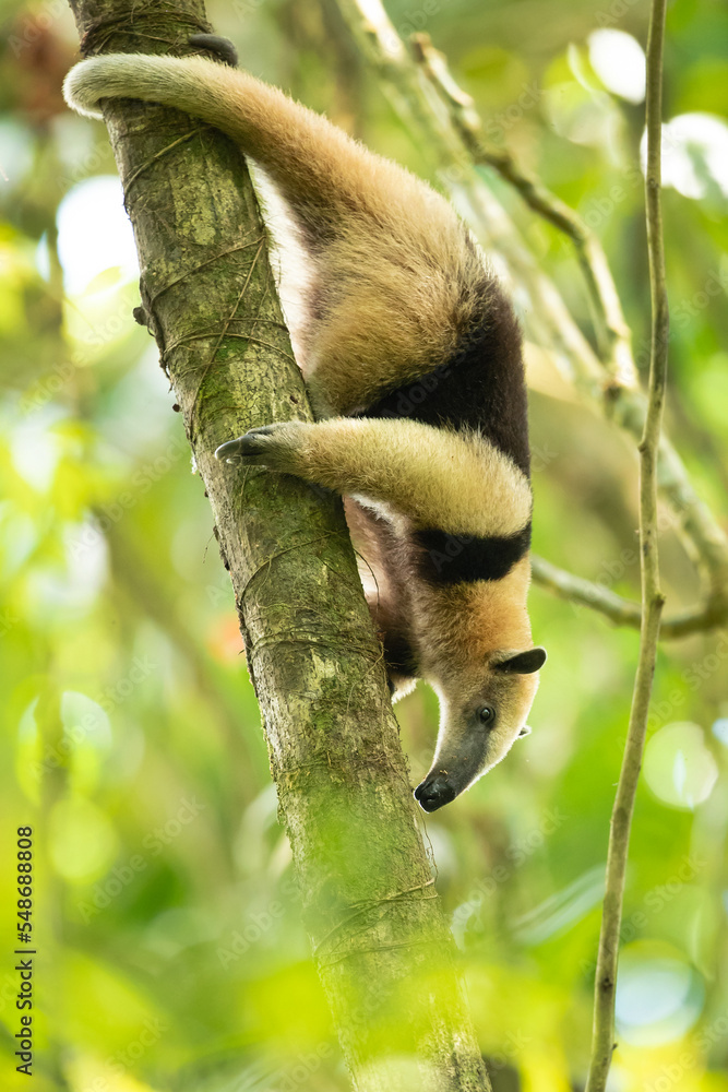 Northern tamandua (Tamandua mexicana) is a species of tamandua, an ...