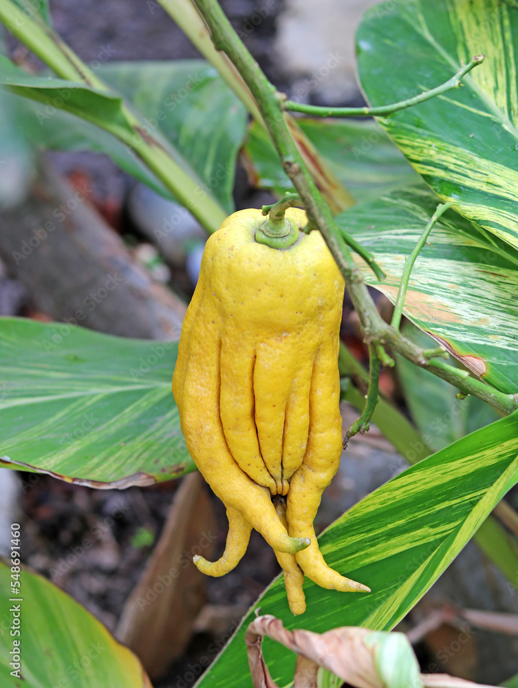 Fruit of the Citrus medica plant, known as Buddha's hand Stock Photo ...