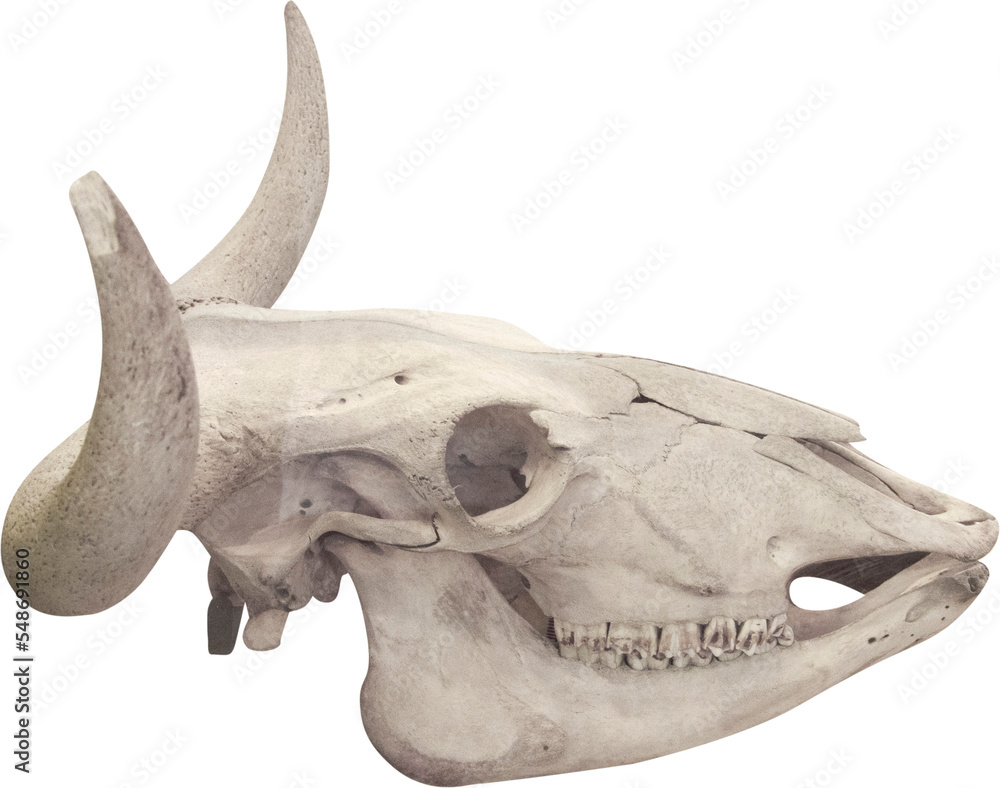 Isolated PNG cutout of a cow skull on a transparent background Stock ...