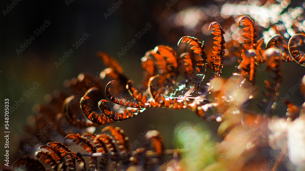 Bruyères et fougères illuminées par la lumière du crépuscule, dans la ...