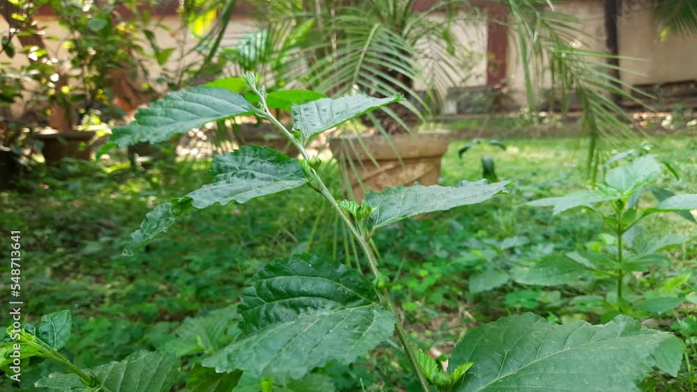 Sida acuta plant. Its other names wireweed, rhombus-leaved sida, Sida ...