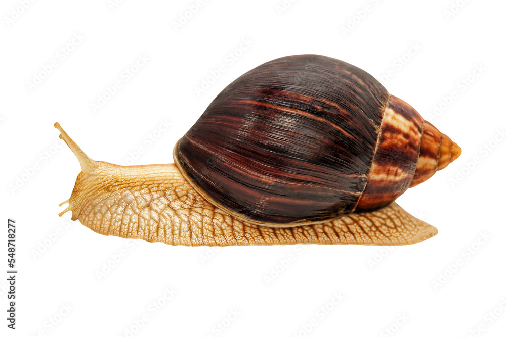Achatina snail. Giant african snail isolated on transparent. Stock ...
