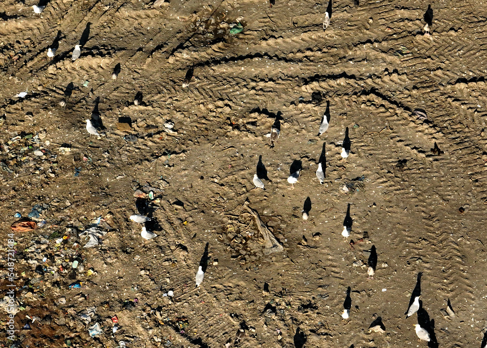 Seagulls on the ground, top view. White Seagull sea birds on the beach ...