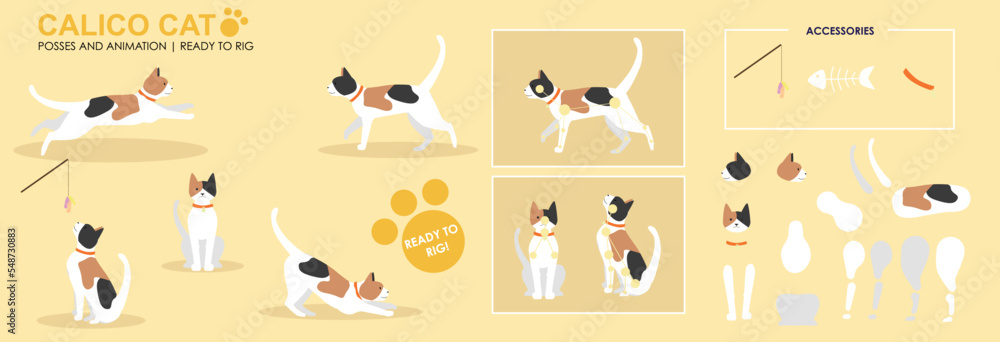 Cute Ginger black and white Calico cat, jumping, playing multiple poses ...