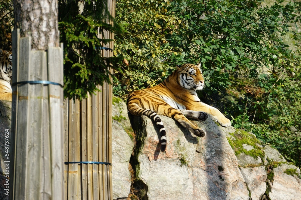 Siberian tiger sitting on a rock wall covered in moss against the green ...