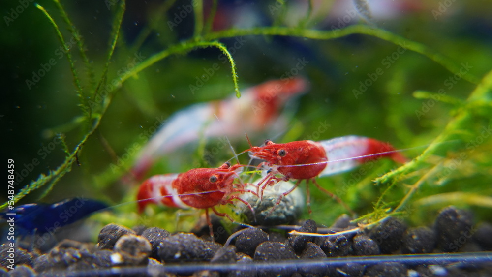 closed up of roll tail Neocaridina davidi var. red and transparent ...
