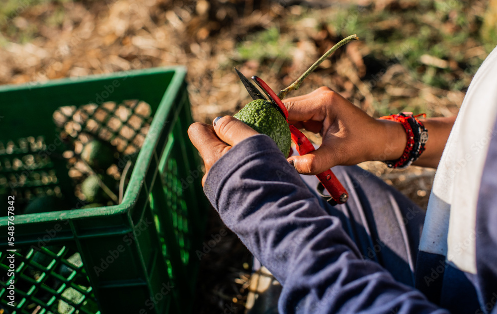 primer plano de manos preparando y cosechando aguacate ecológico en el ...