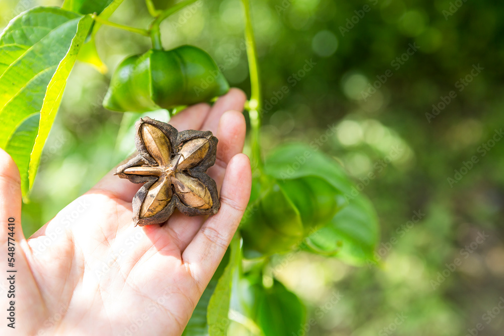 Dry organic Sacha inchi nut in girl hand over blurred green plant ...