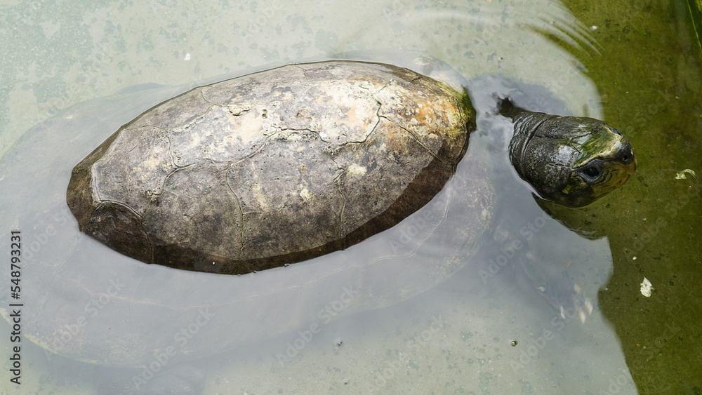 Pelusios sinuatus, commonly known as the African Hinged Terrapin or ...