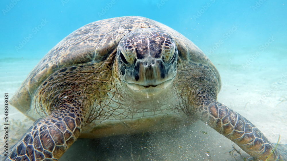 Big Green turtle on the reefs of the Red Sea. Green turtles are the ...