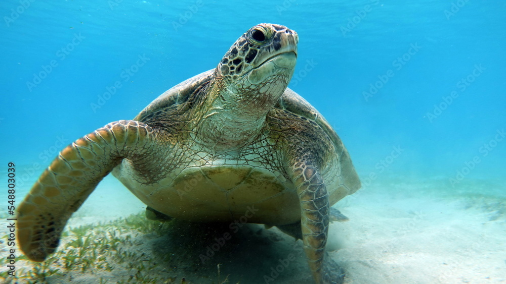 Big Green turtle on the reefs of the Red Sea. Green turtles are the ...