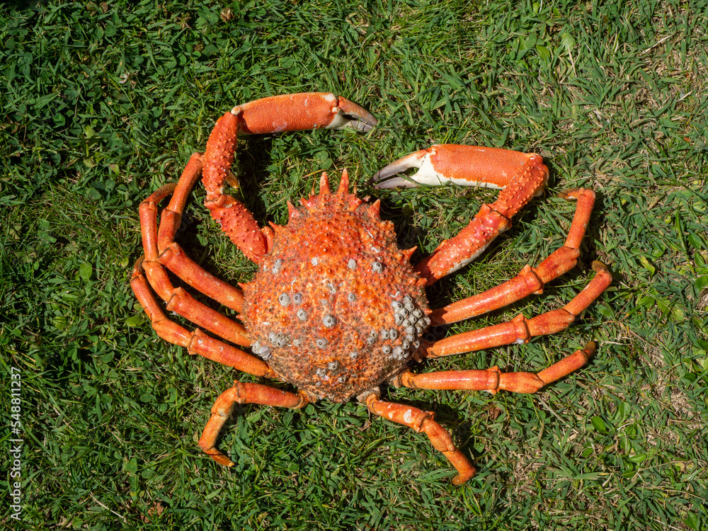 Araignée de mer, île d'Yeu, , Vendée, Pays de la Loire, France Stock ...