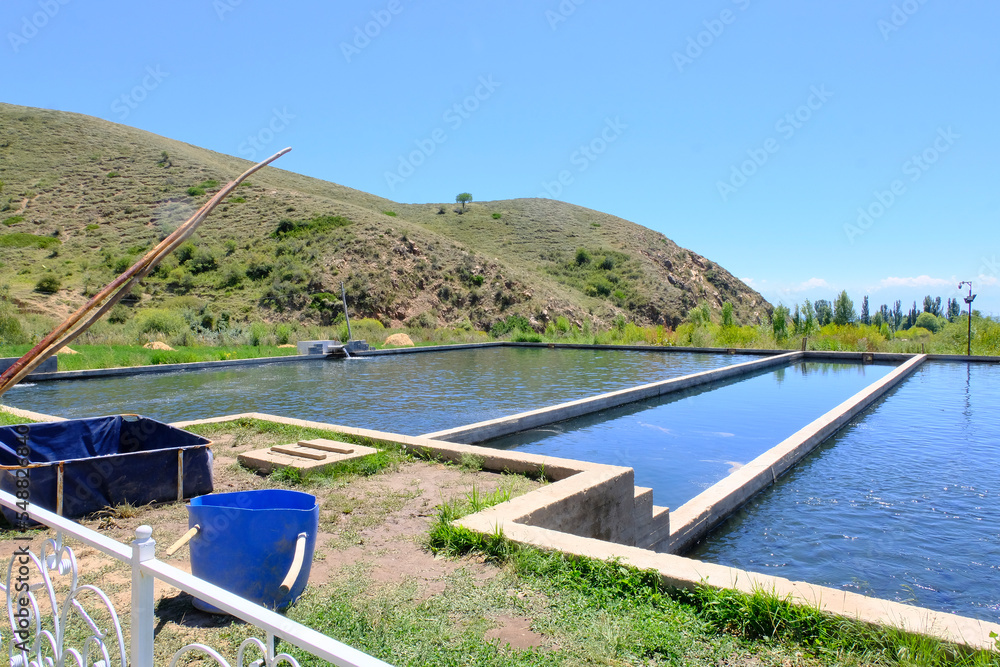 Trout farm. Breeding golden, rainbow species. Fish farming in ...
