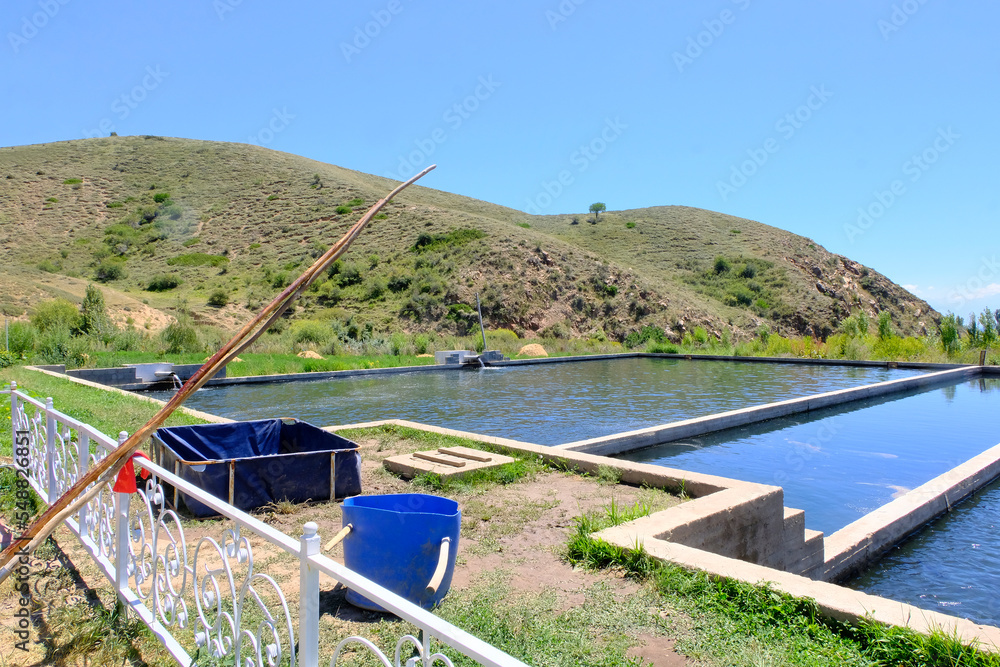 Trout farm. Breeding golden, rainbow species. Fish farming in ...