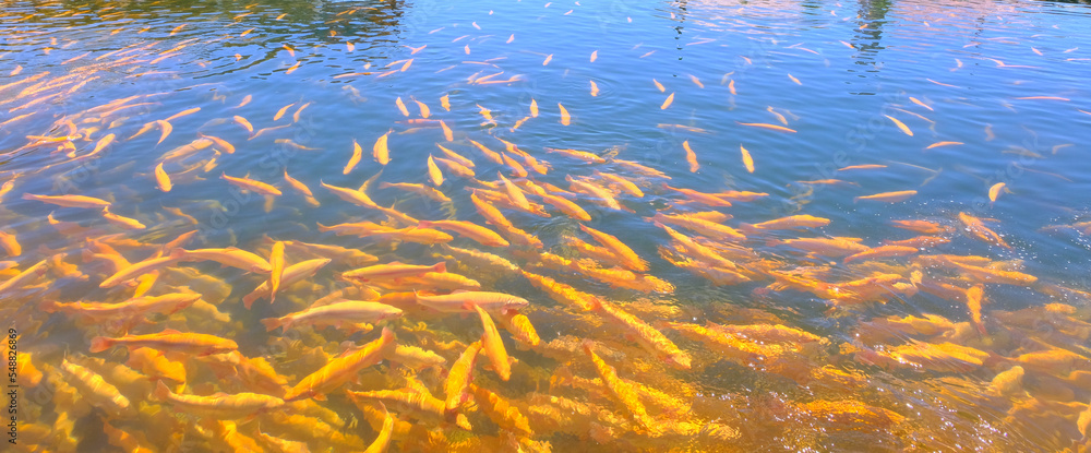 Trout farm. Breeding golden, rainbow species. Fish farming in ...