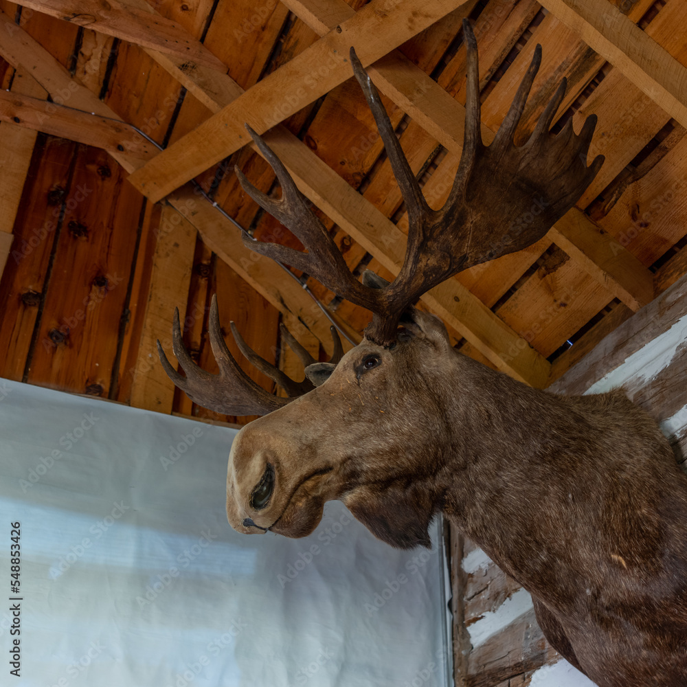 Vintage moose head on a wall inside a building at Fort Alexandria ...