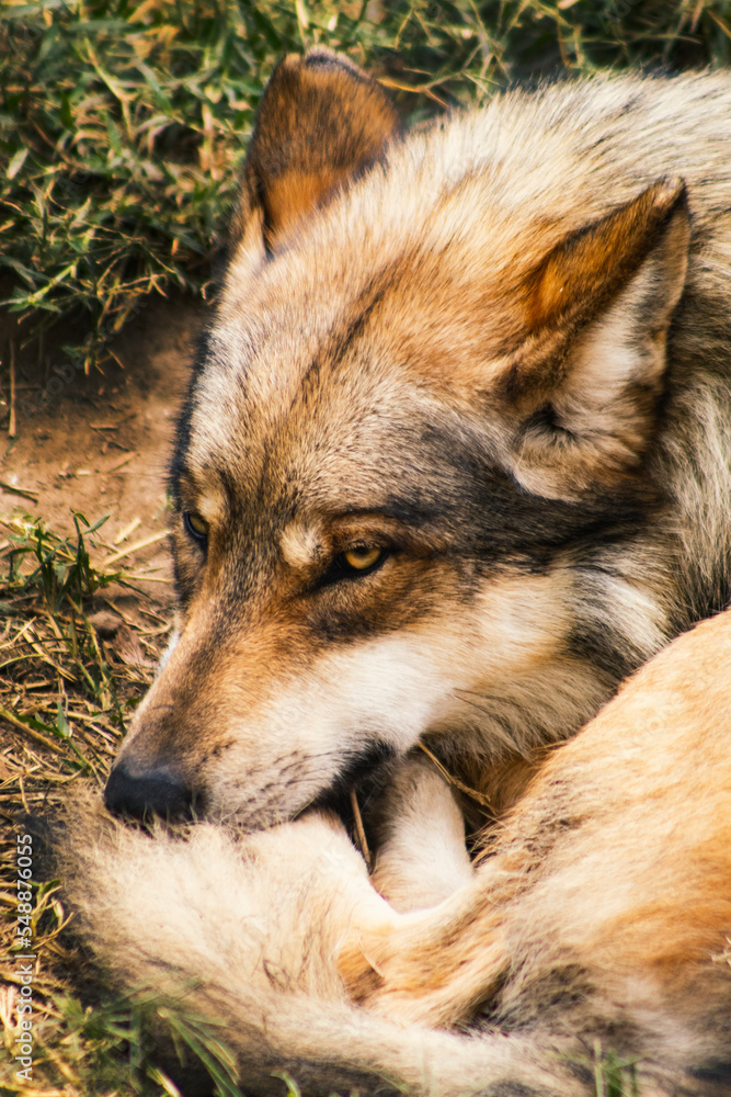 Lobo Mexicano Stock Photo | Adobe Stock