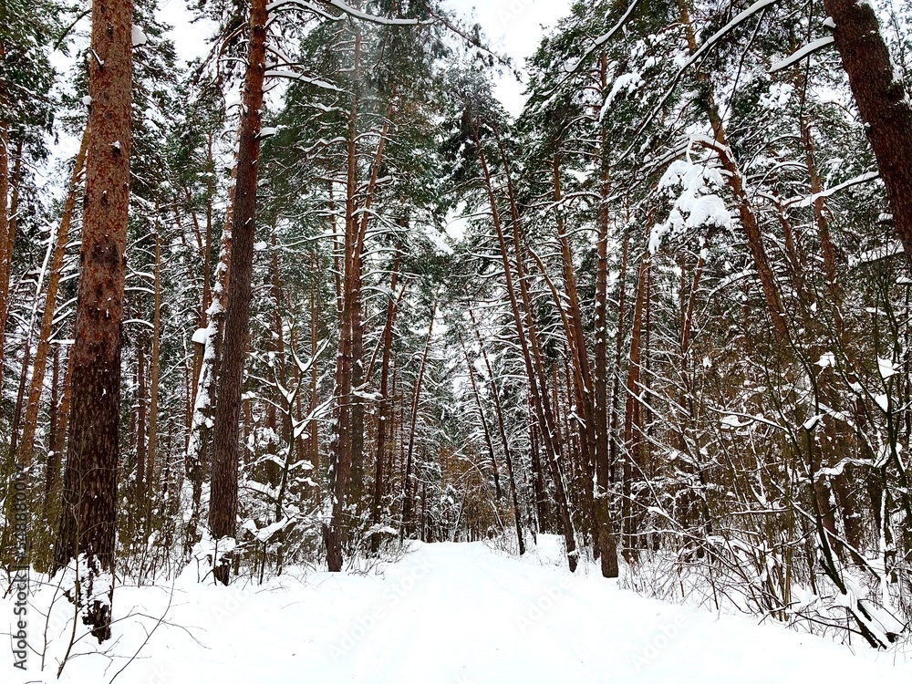 Intriguing view at a path going through the Striginsky Bor Forest Park ...