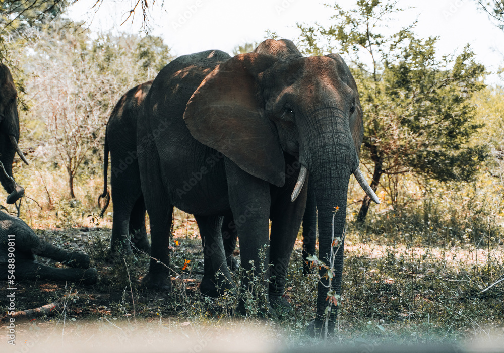 elephants family in tree shadow, safari in south africa, african ...