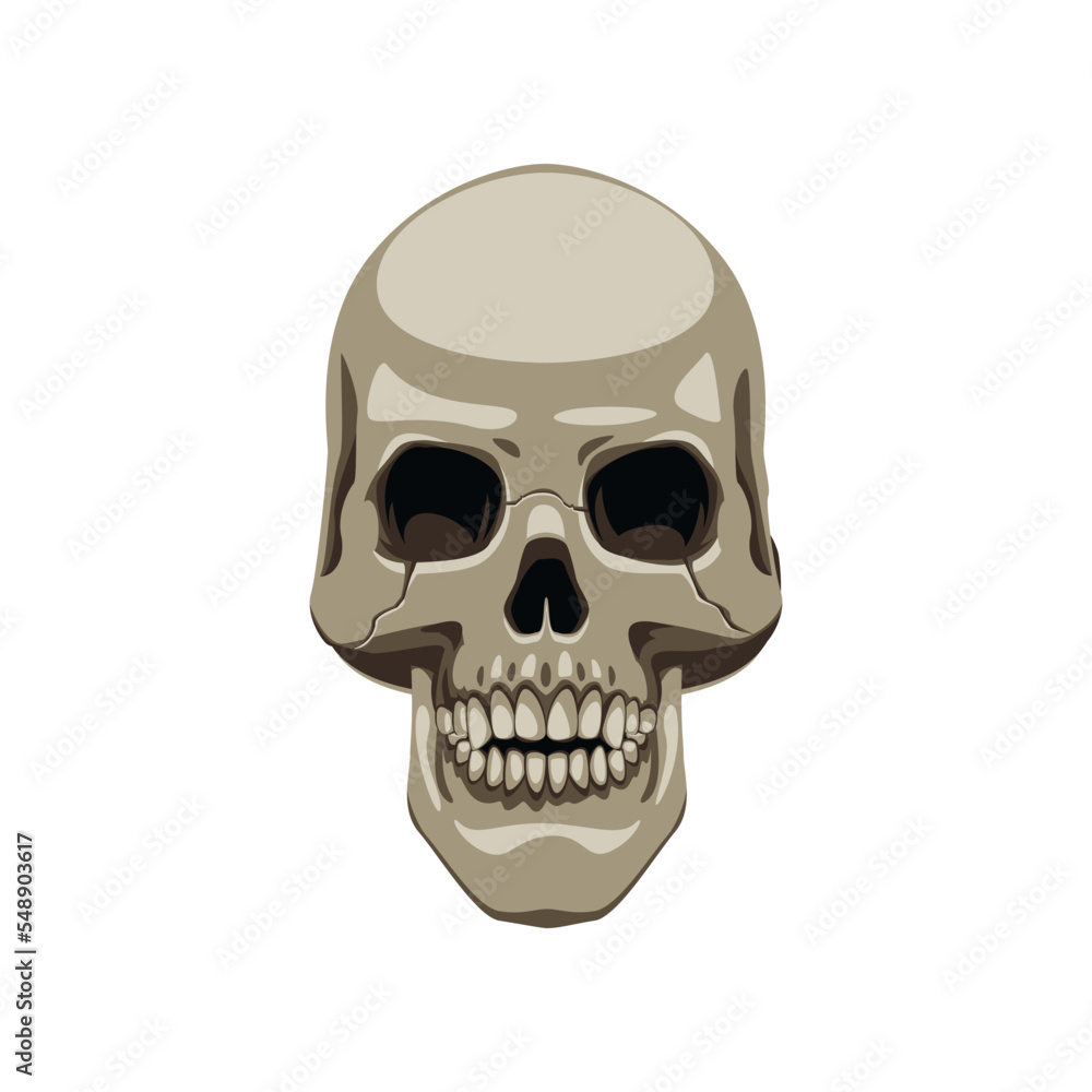 Realistic human skull cartoon illustration. Front view of human ...
