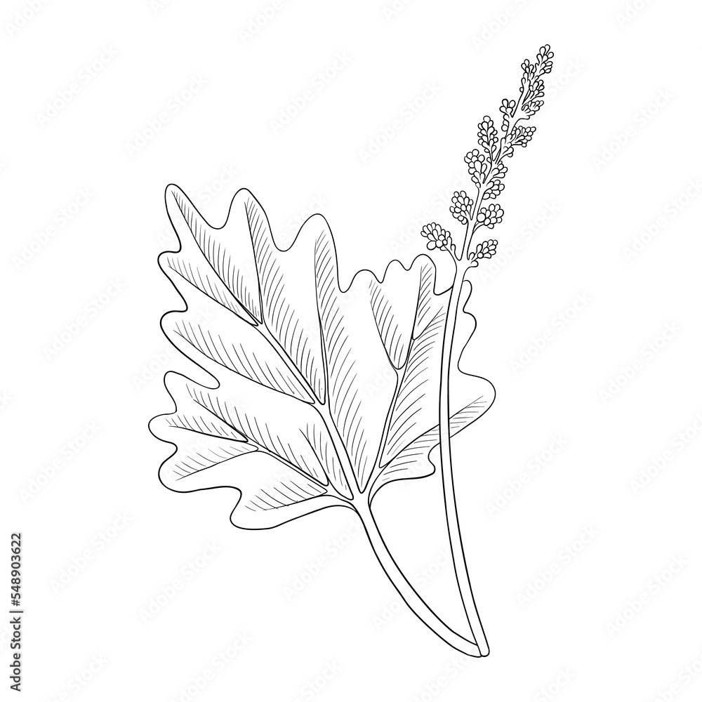 vector drawing plant of rhubarb, Rheum officinale , herb of traditional ...