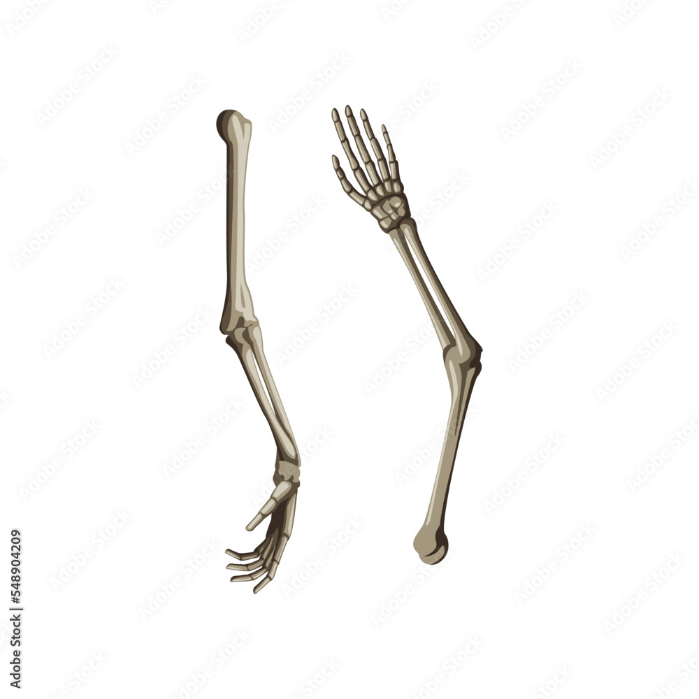 Realistic human skeleton arms cartoon illustration. Side and back view ...