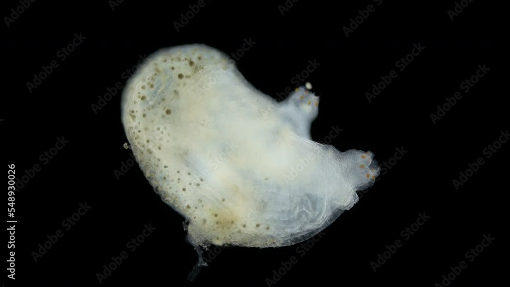 Ascidiacea under a microscope, subphylum Tunicata. They feed by ...