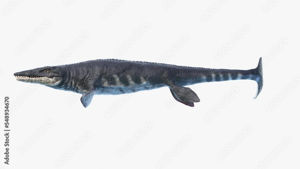 3D Rendered Animation of A Tylosaurus swimming Stock 비디오 | Adobe Stock